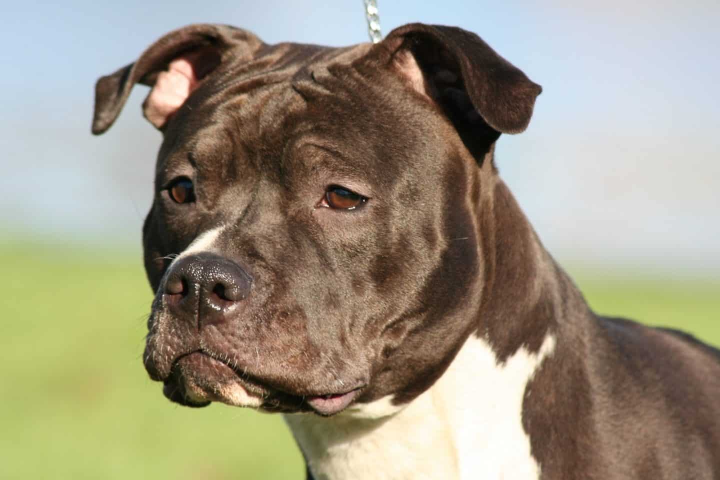 Amerikaanse Staffordshireterriër - Alles over honden