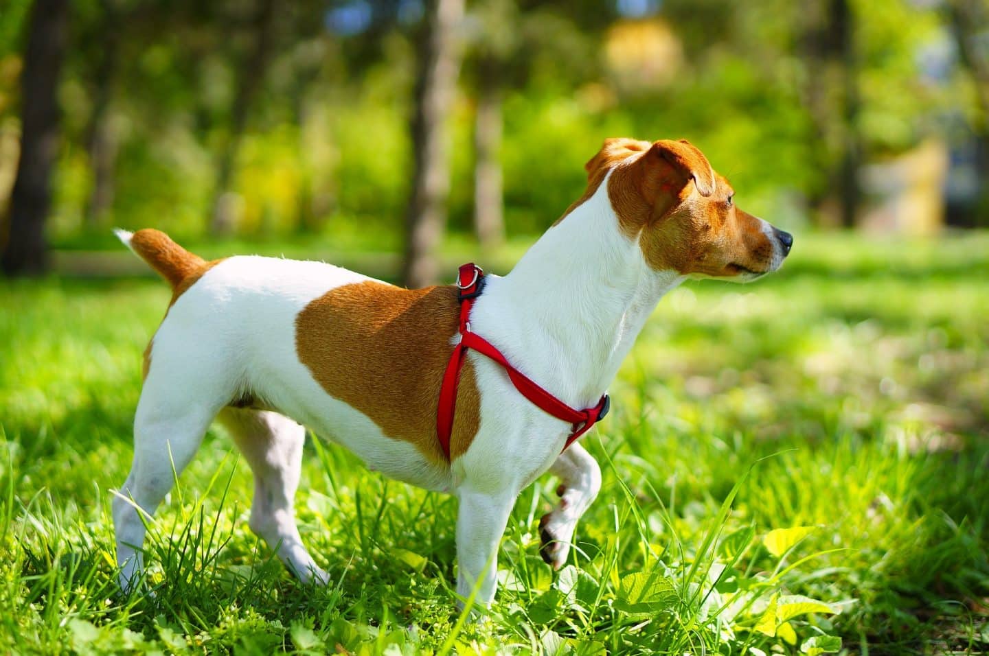 Jack Russell Terrier - Alles over honden
