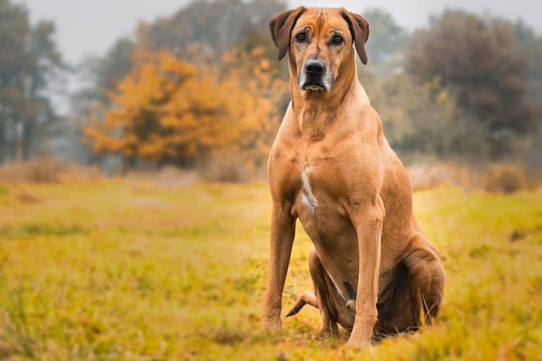 Rhodesian Ridgeback: Dit moet je weten - Alles over honden
