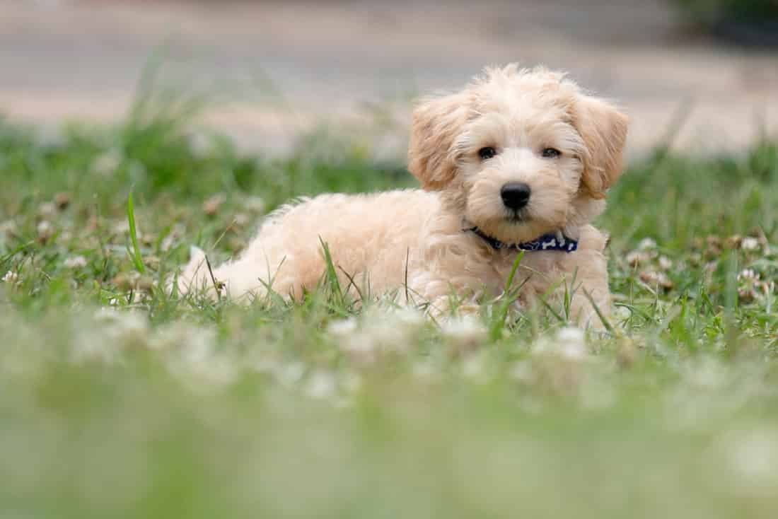 Schnoodle - karakter, puppy info en voeding