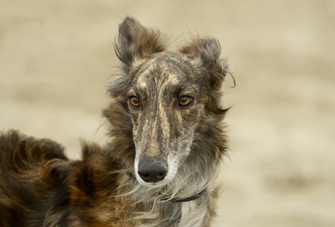 Silken Windhound: Dit moet je weten - Alles over honden
