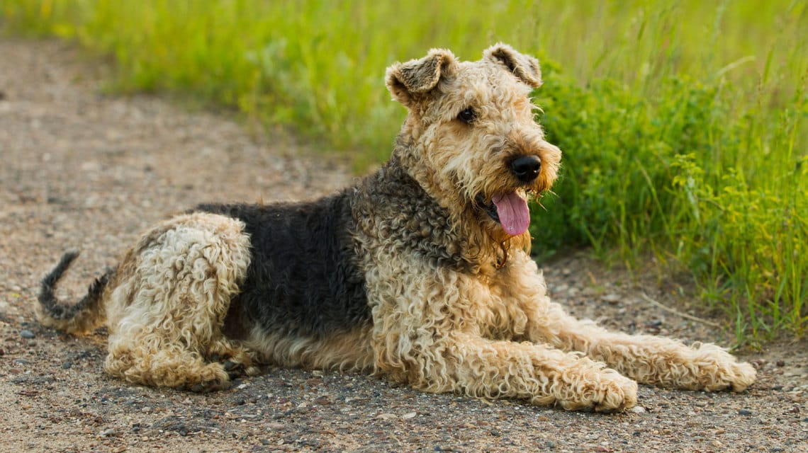 Airedale Terrier - Alles over honden 🐶