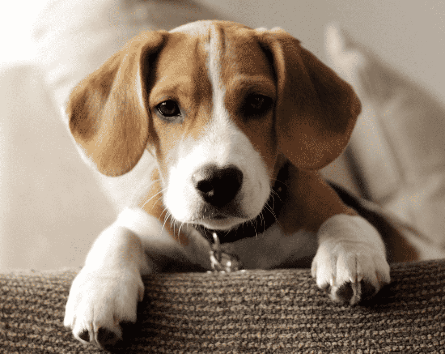 Beaglier - Alles over honden 🐶