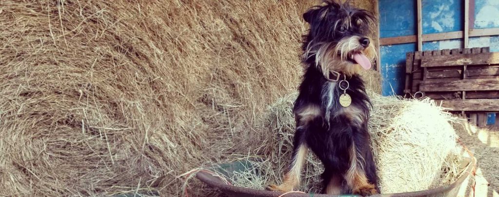 Affenshire - Alles over honden 🐶