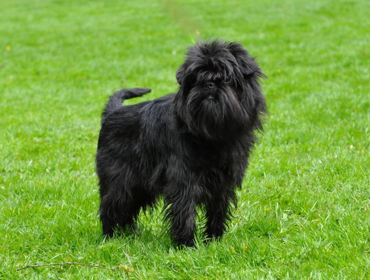 Affenshire - Alles over honden 🐶