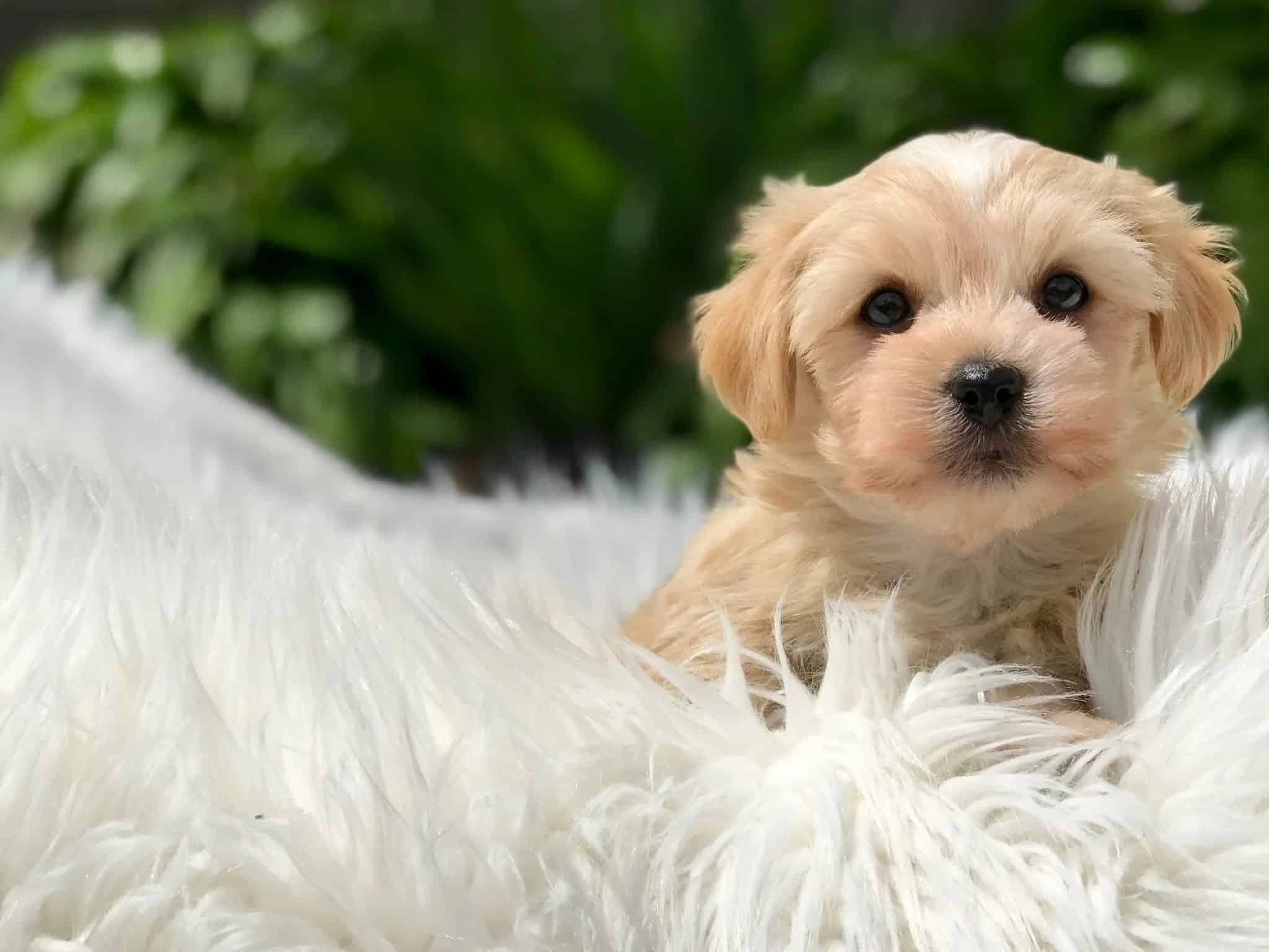 Morkie - Alles over honden 🐶