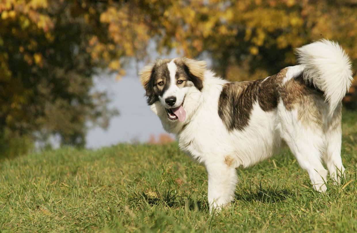Tornjak: Dit moet je weten - Alles over honden