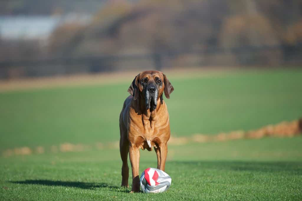 Fila Brasileiro - Alles over honden 🐶