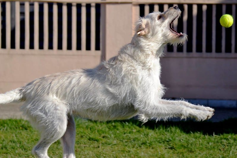 Griffon Nivernais - Alles over honden 🐶