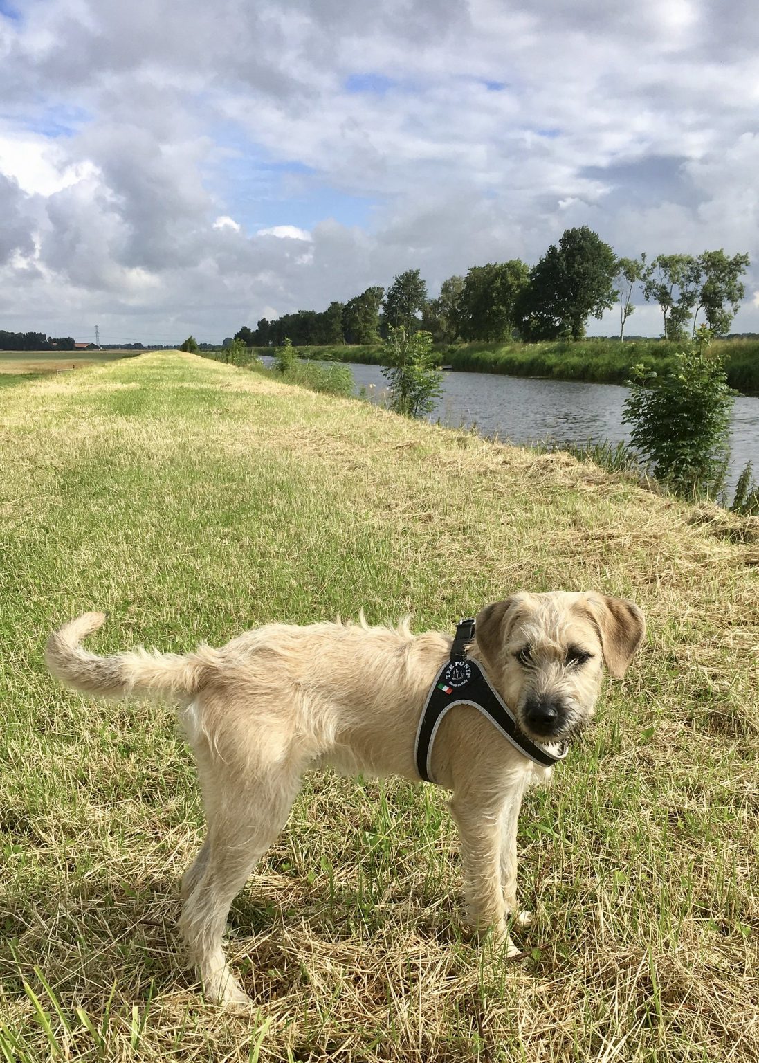 Hollandse Smoushond - Alles over honden 🐶