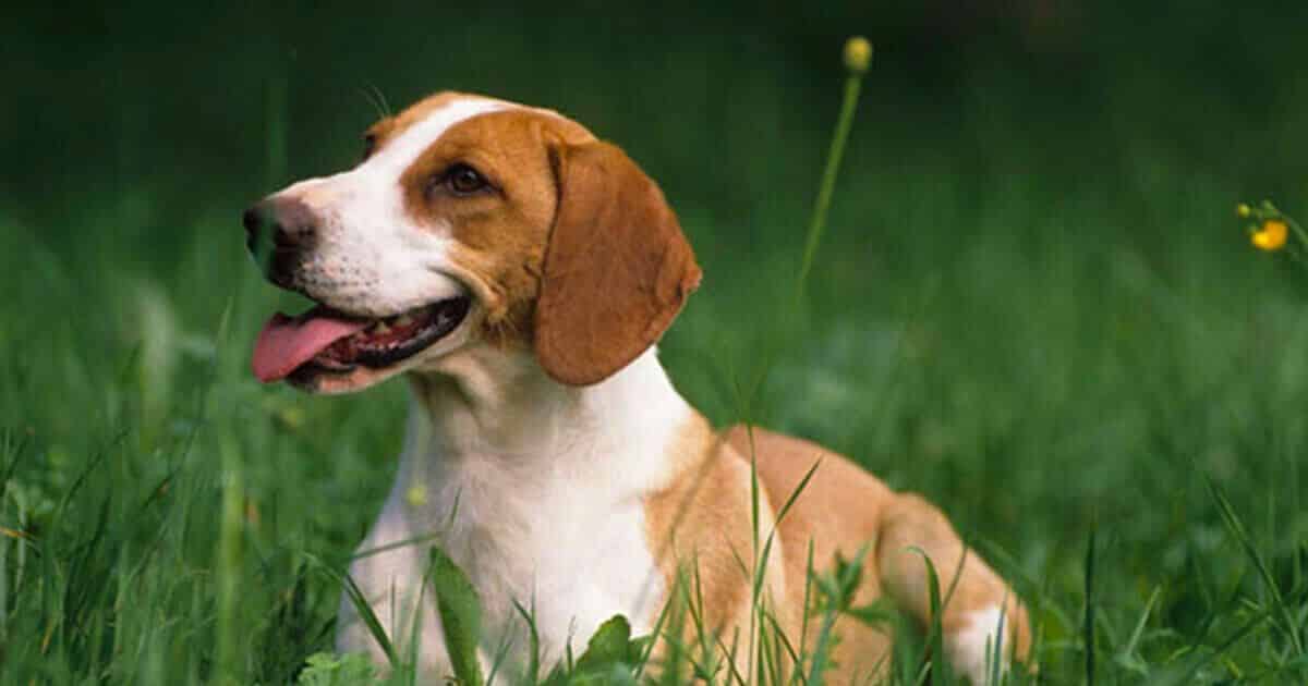 Hygenhund - Alles over honden 🐶