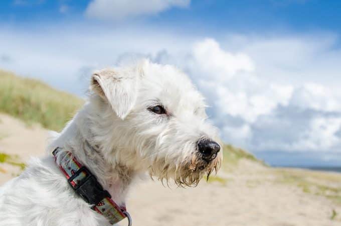 Parson Russell Terriër - Alles over honden 🐶