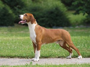 Posavski Gonic: Dit moet je weten - Alles over honden