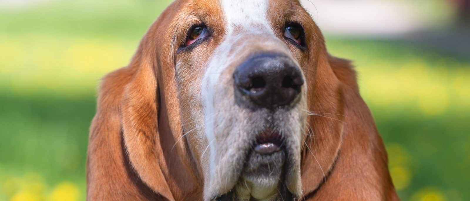 Sabueso Espanol: Dit moet je weten - Alles over honden