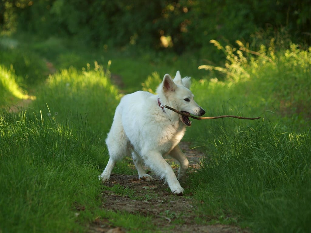 Zwitserse Witte Herder - Alles over honden 🐶