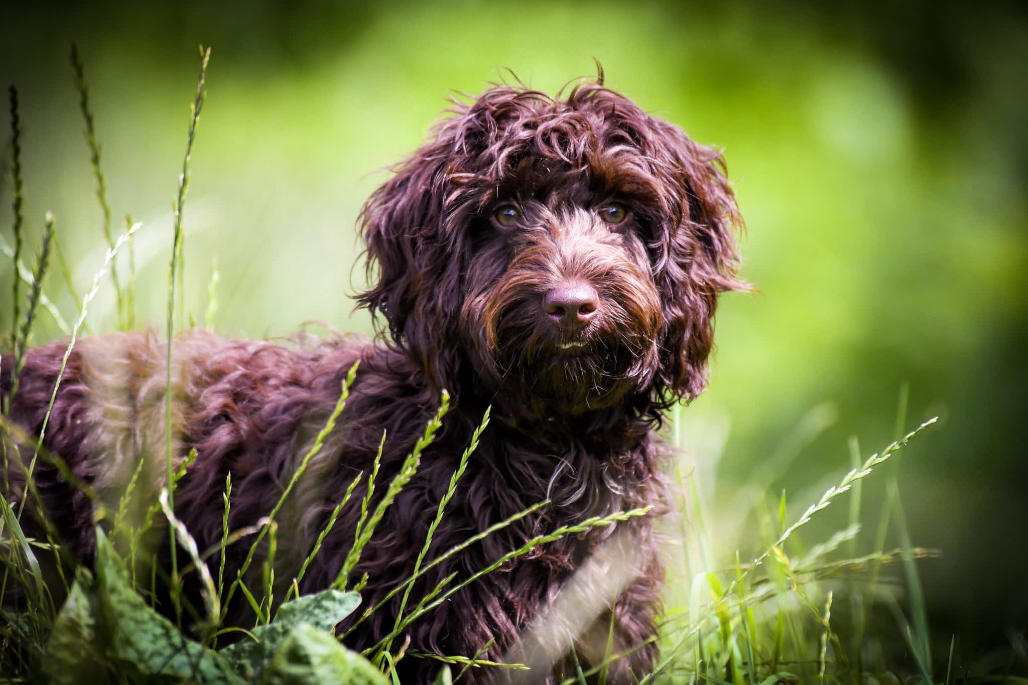 Cockapoo - Alles over honden 🐶