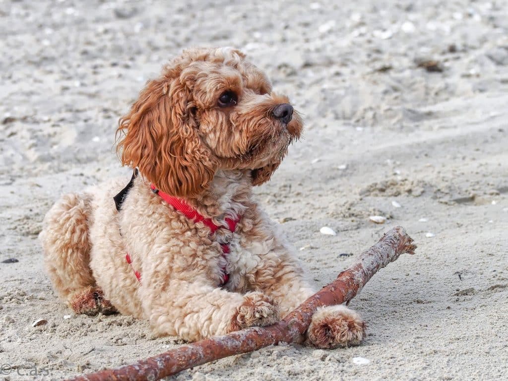 Amerikaanse Cocker Spaniël - Alles over honden 🐶