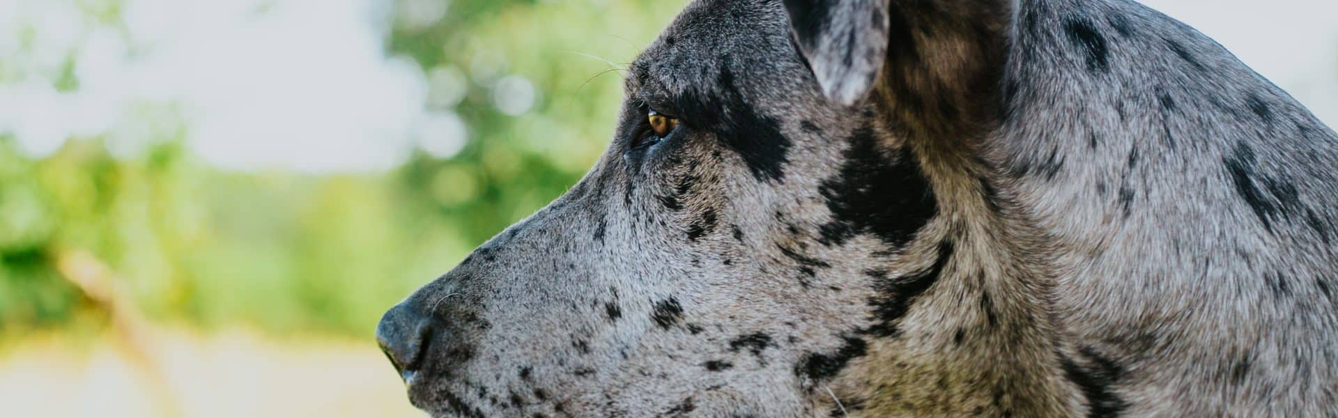 Deense dog - Alles over honden 🐶