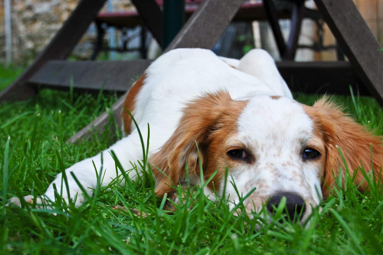 Welsh springer spaniël: Dit moet je weten - Alles over honden
