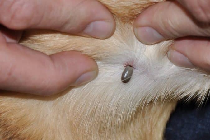 Mijn hond heeft een teek! - Alles over honden