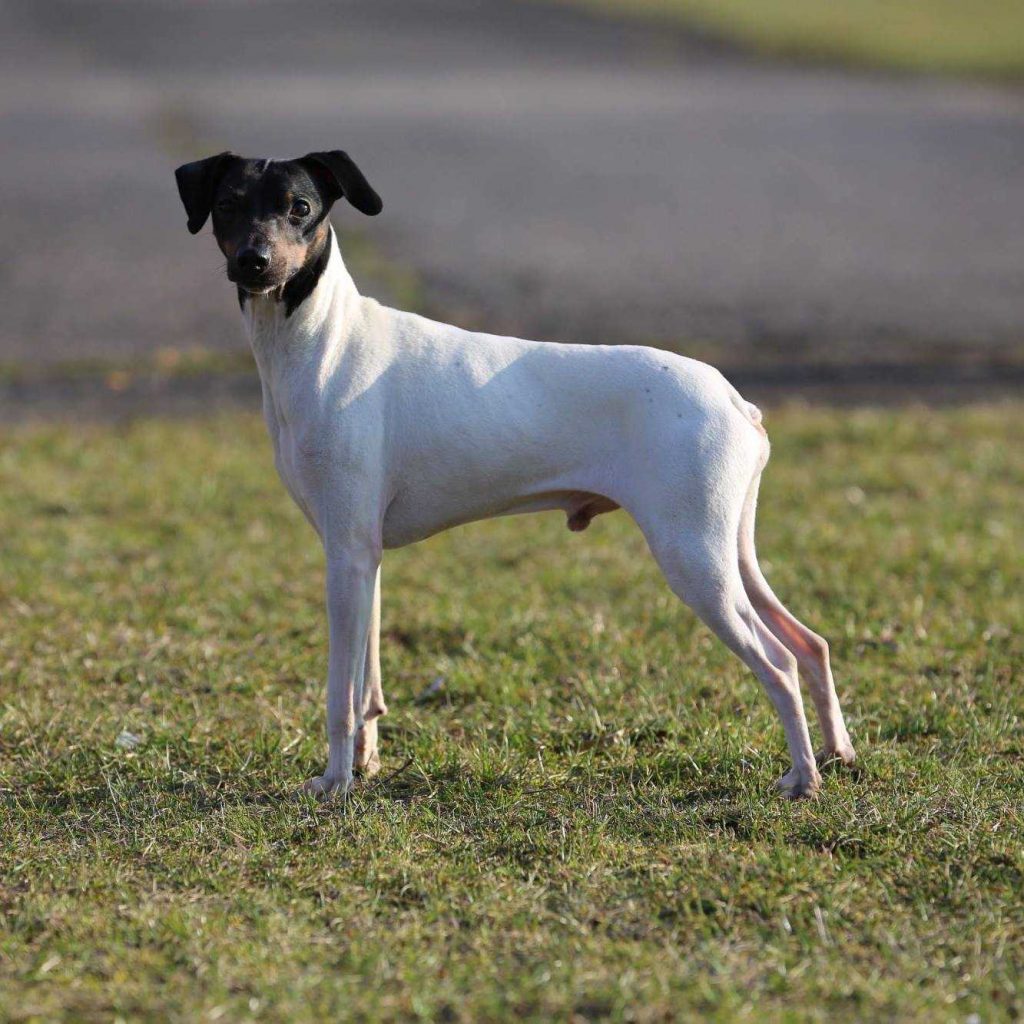 Japanse Terriër - Alles over honden 🐶