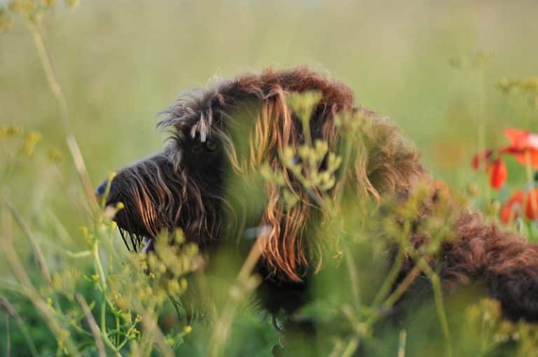 Labradoodle - Alles over honden 🐶