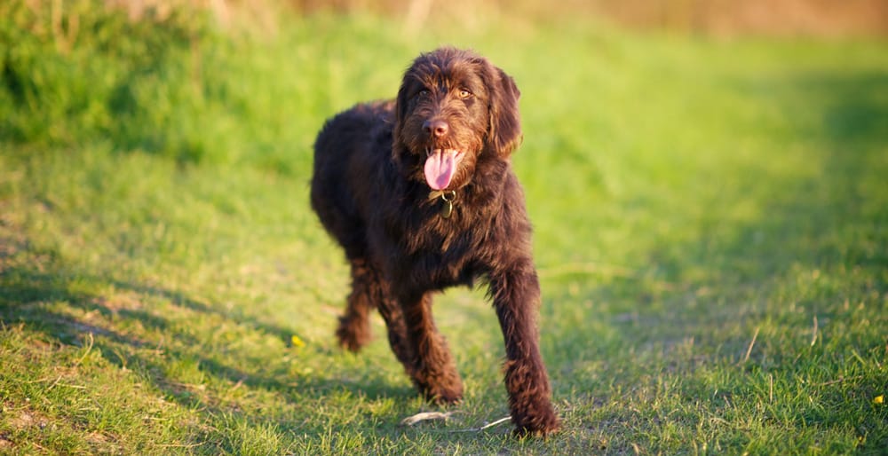 Labradoodle - Alles over honden 🐶
