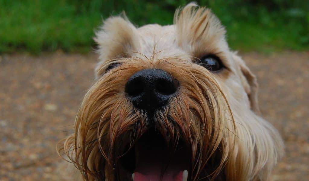 Lucas Terriër - Alles over honden 🐶