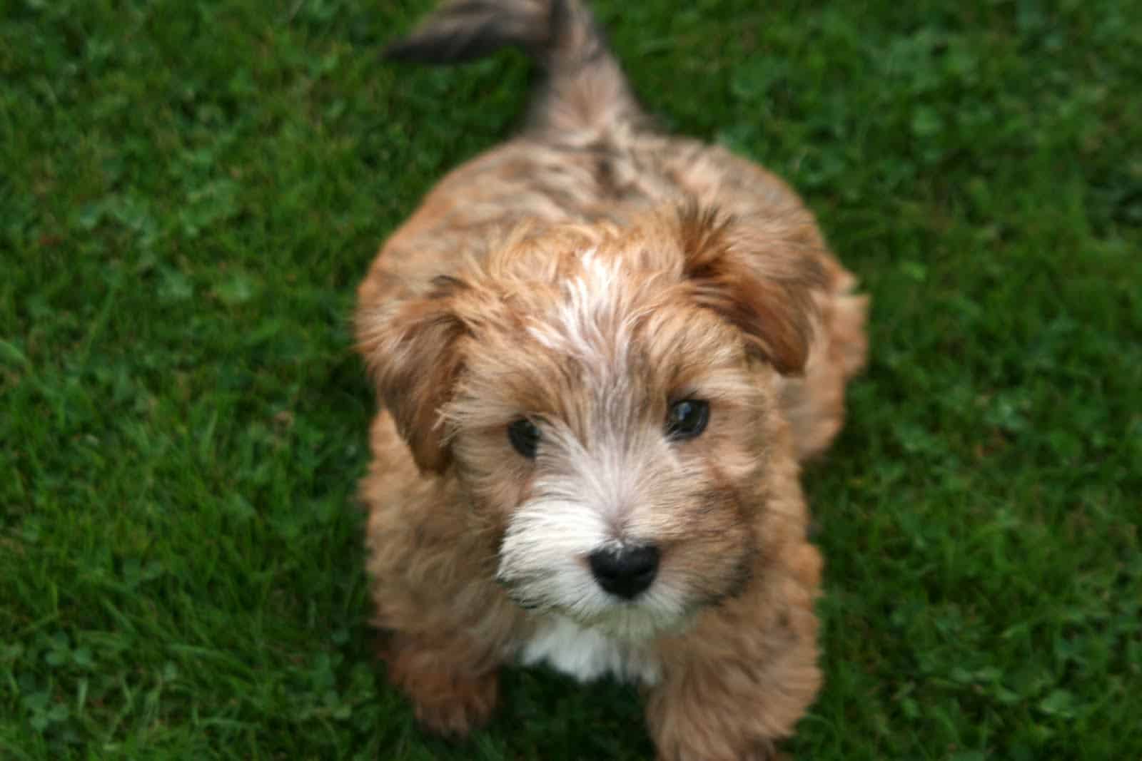 Lucas Terriër - Alles over honden 🐶