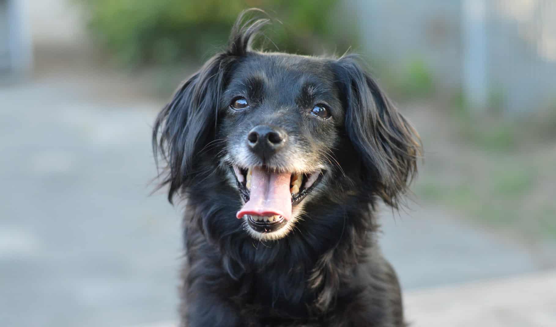 Markiesje - Alles over honden 🐶