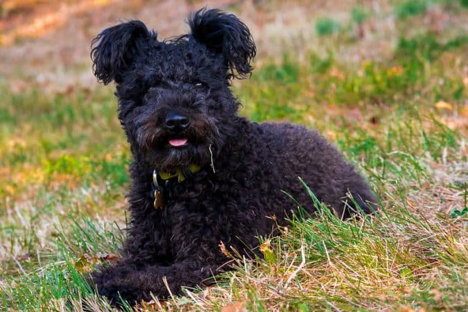 Pumi: Dit moet je weten - Alles over honden