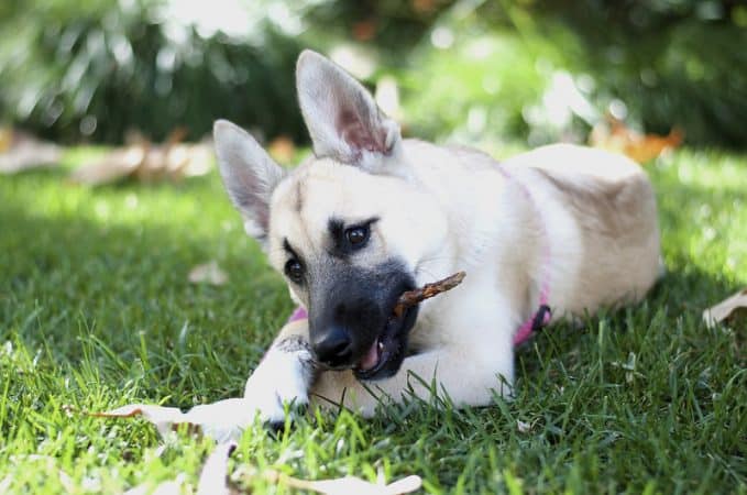 Shepsky: Alles wat je moet weten - Allesoverhondenrassen.nl