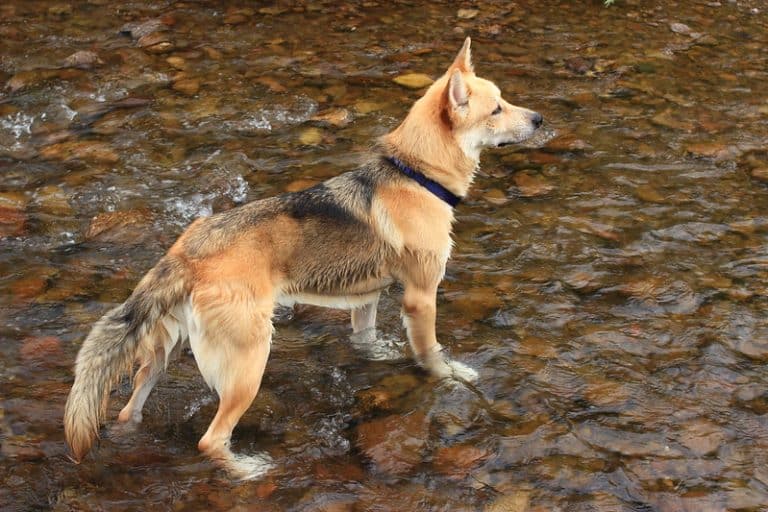 Shepsky: Alles wat je moet weten - Allesoverhondenrassen.nl