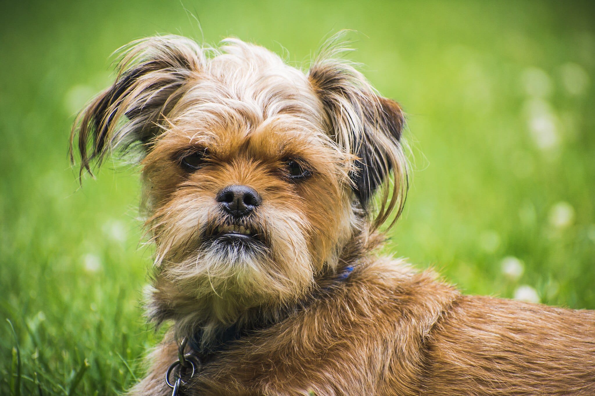 Shorkie: Dit moet je weten - Alles over honden