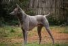Thai Ridgeback: Dit moet je weten - Alles over honden