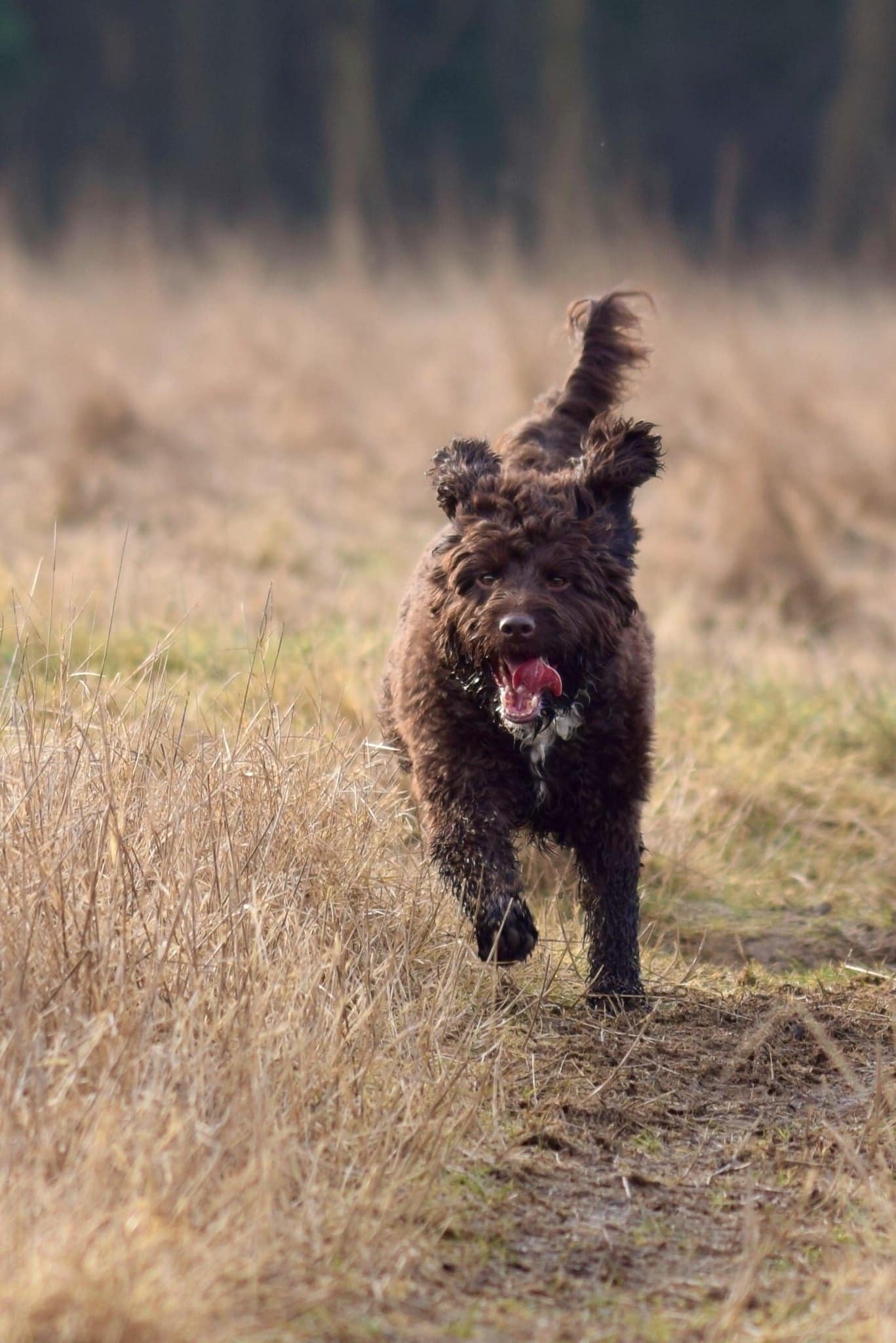 Sproodle: Dit moet je weten - Alles over honden