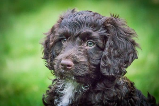 Sproodle: Dit moet je weten - Alles over honden