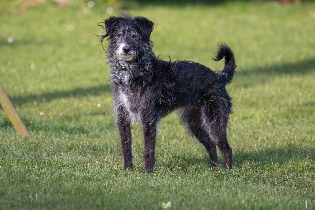 Jackapoo - Alles over honden 🐶