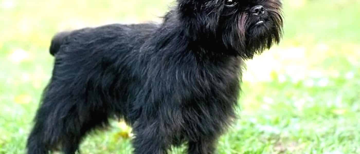 Affenchon - Alles over honden 🐶