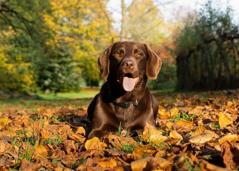 Springador: Dit moet je weten - Alles over honden