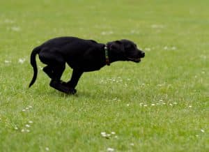 Springador: Dit moet je weten - Alles over honden