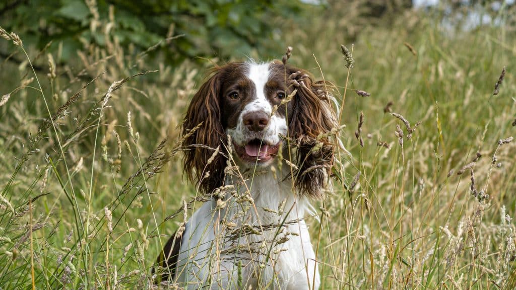 Sprocker - Alles over honden 🐶