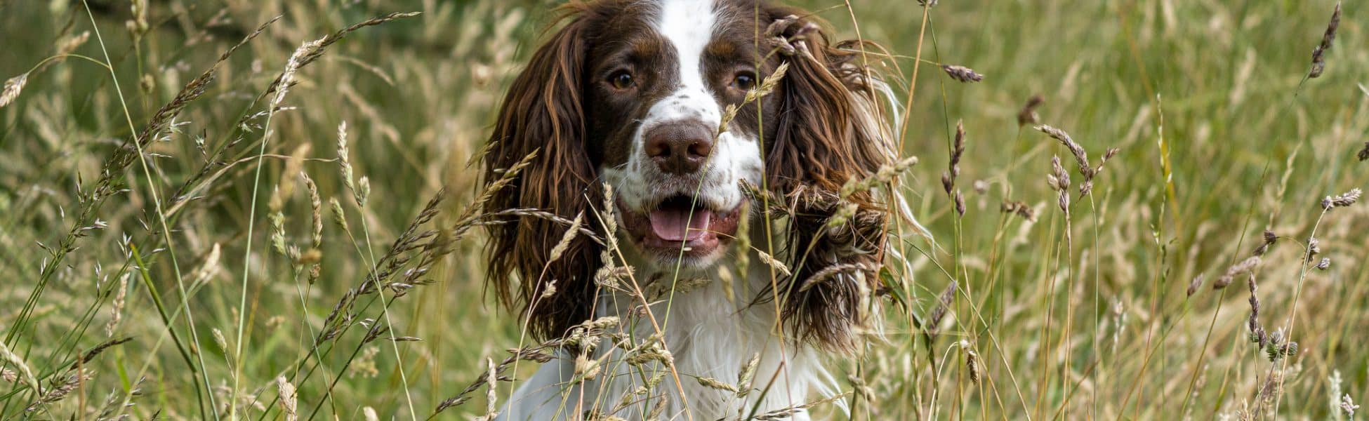 Sprocker - Alles over honden 🐶