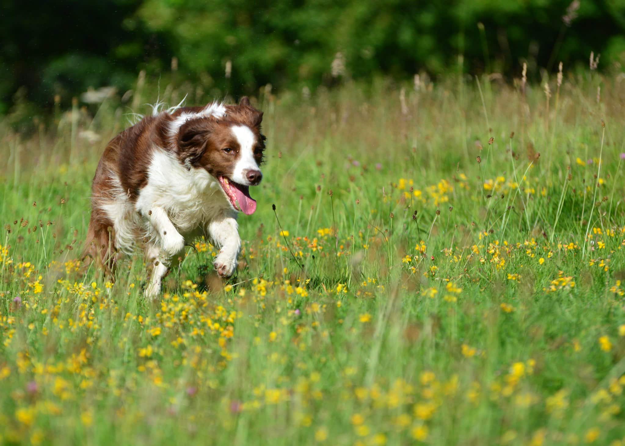 Sprollie: Dit moet je weten - Alles over honden