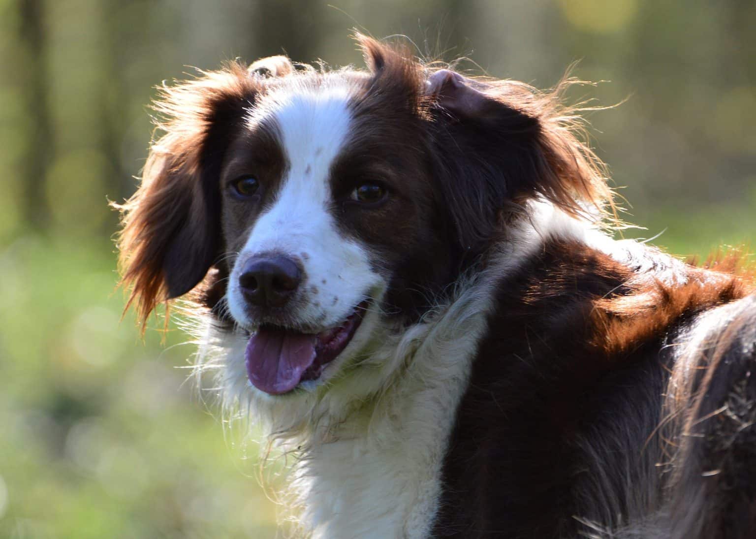 Sprollie: Dit moet je weten - Alles over honden