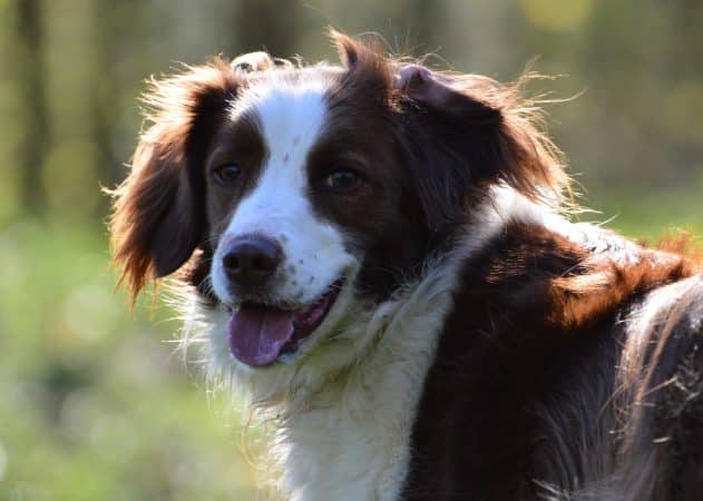 Sprollie: Dit moet je weten - Alles over honden