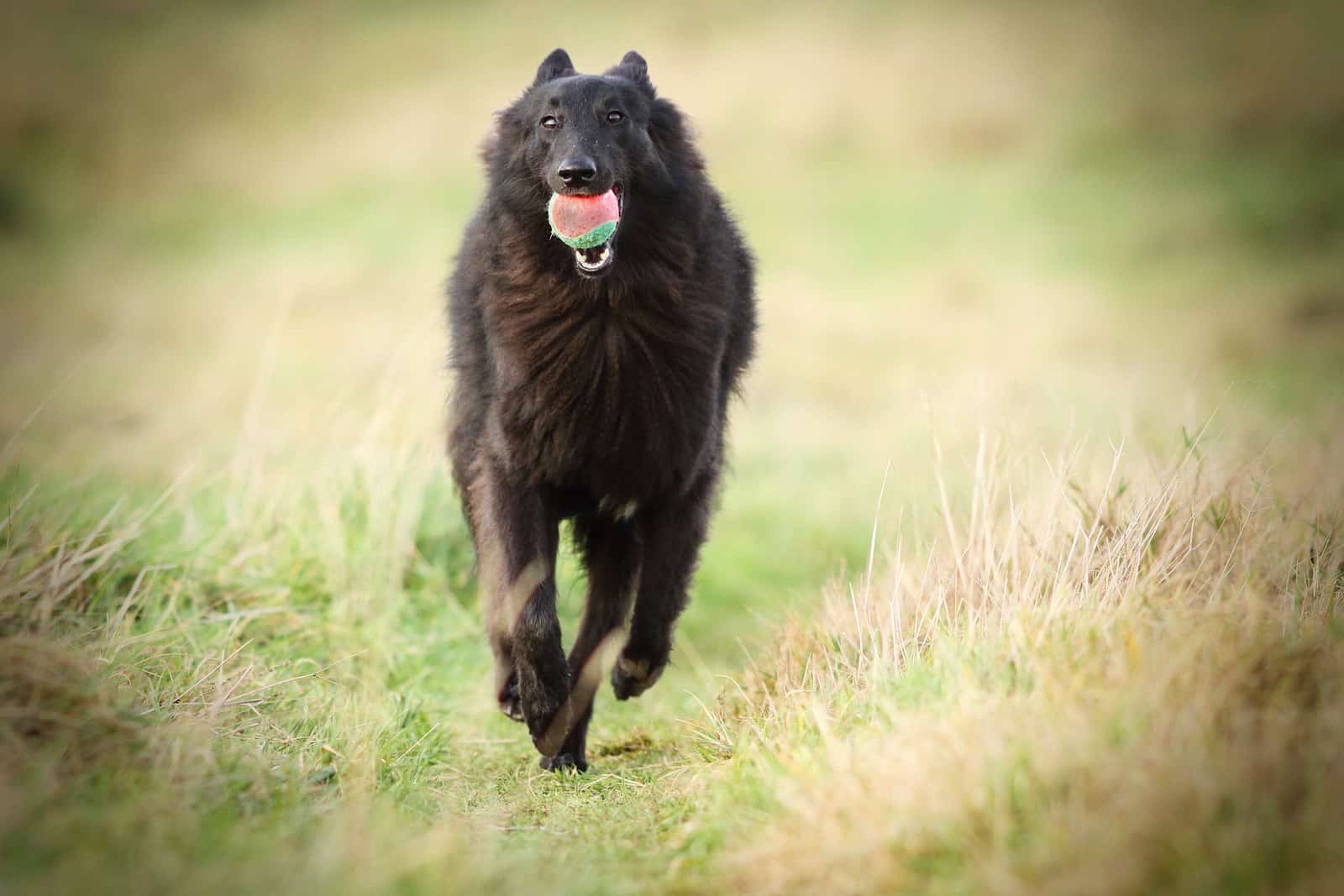 Groenendaeler - Alles over honden 🐶