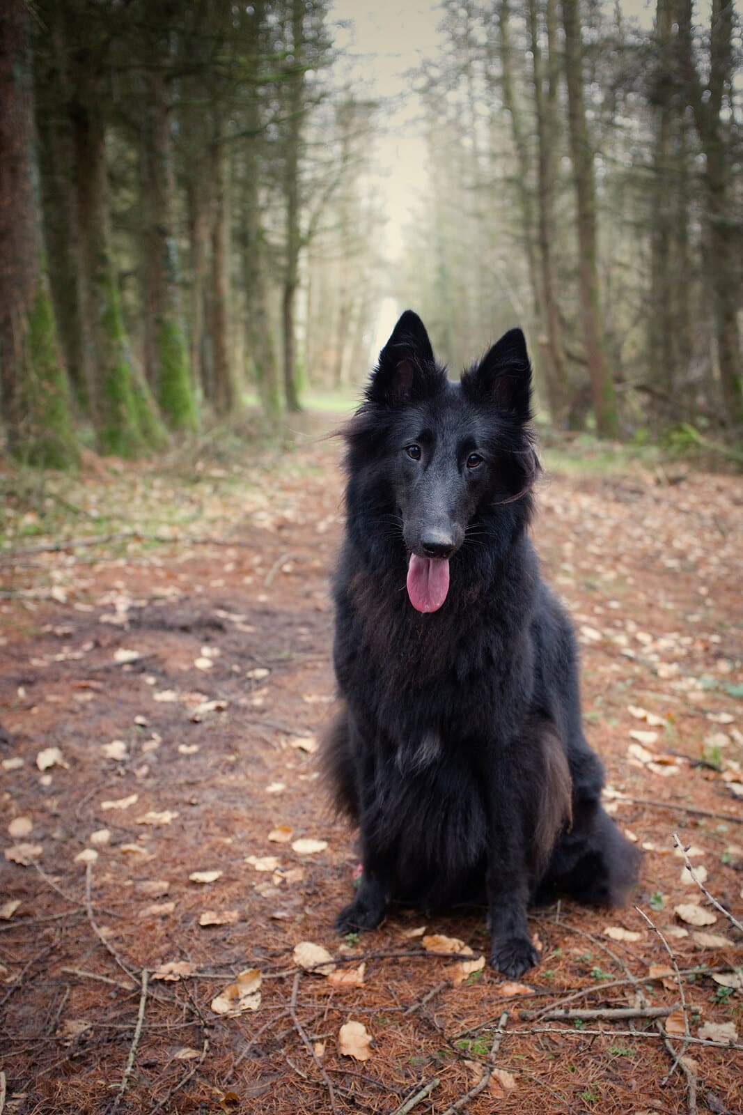 Groenendaeler - Alles over honden 🐶