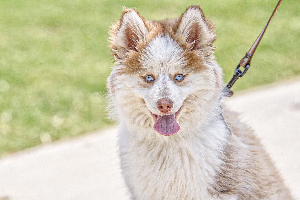 Pomsky - Alles over honden 🐶