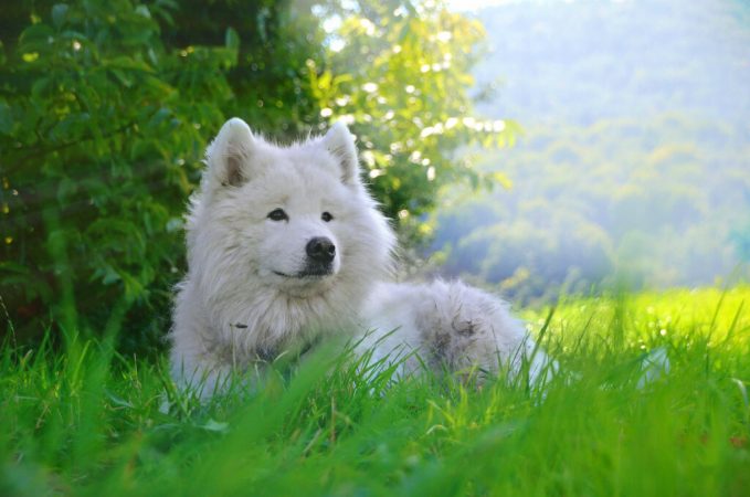 Samojeed: Dit moet je weten - Alles over honden